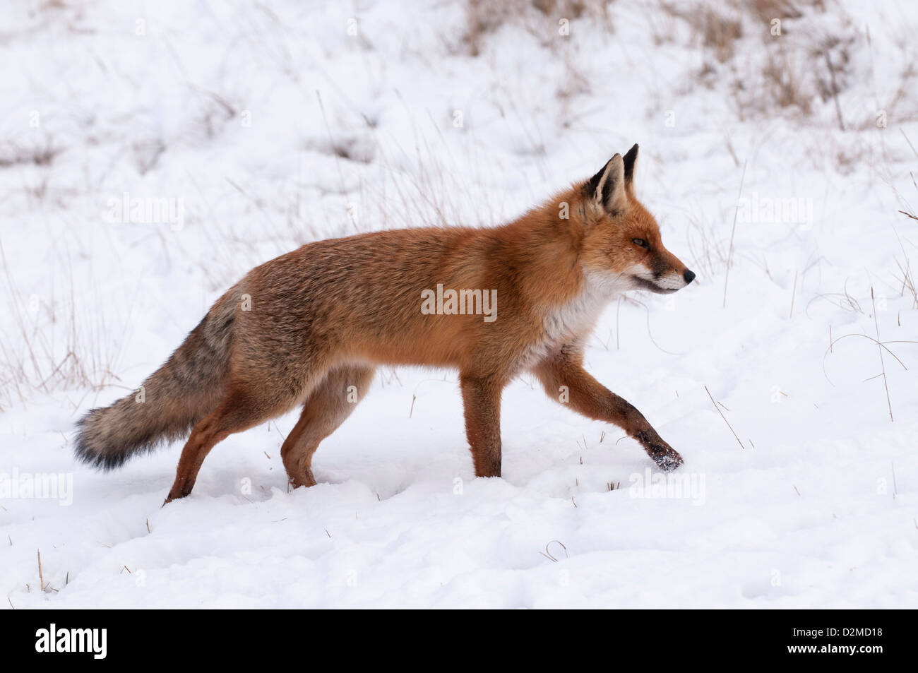 Fuchs im schnee -Fotos und -Bildmaterial in hoher Auflösung – Alamy