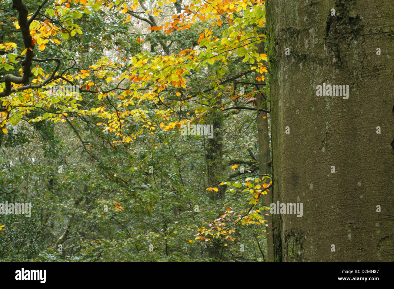 Rotbuche fagus sylvatica im herbst -Fotos und -Bildmaterial in hoher ...