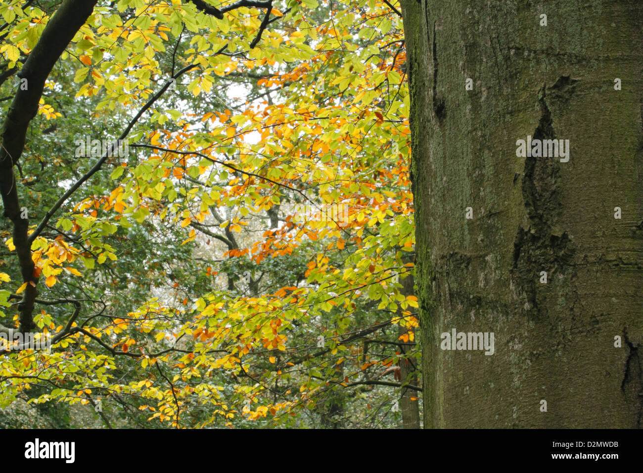 Rotbuche (Fagus Sylvatica), close-up der Baum Ast im Wald, Clowes Wood ...
