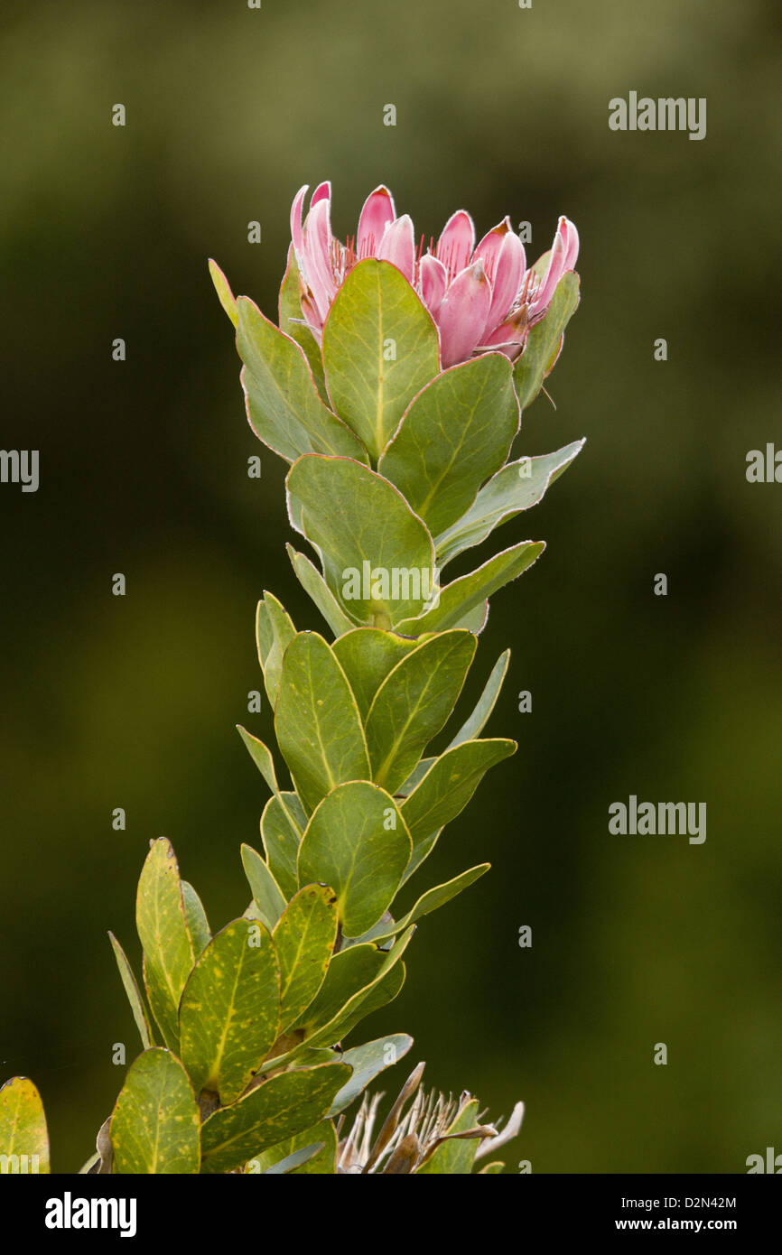 Protea compacta -Fotos und -Bildmaterial in hoher Auflösung – Alamy