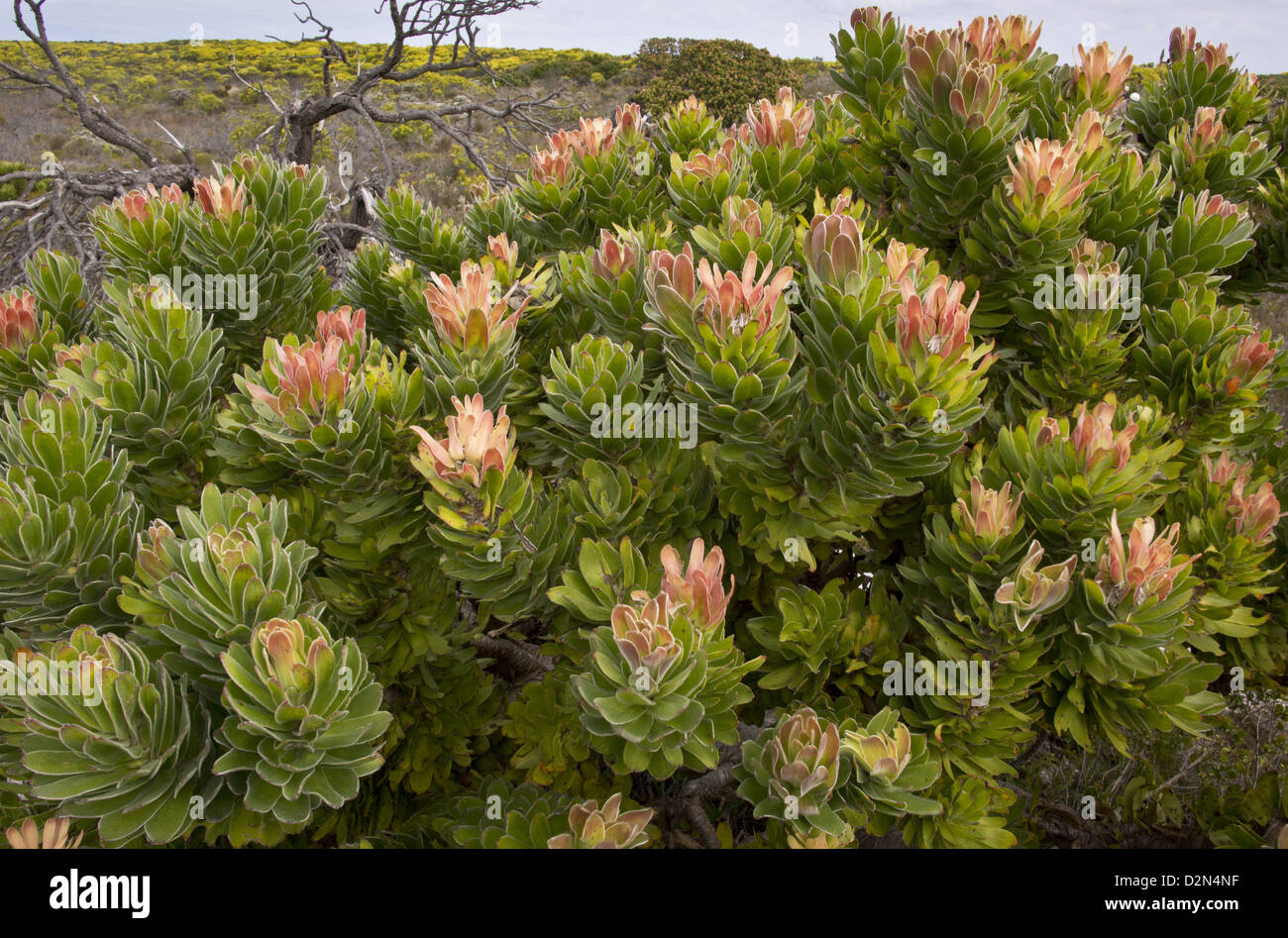 Fynbos Flower And Table Mountain Stockfotos und -bilder Kaufen - Alamy
