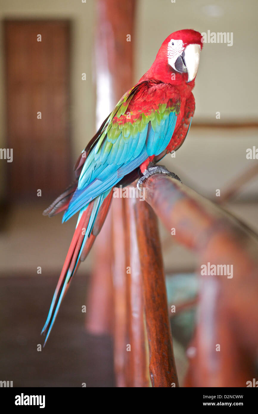 Eine Ara Papagei hängt in einer Dschungel Lodge im Amazonas ...