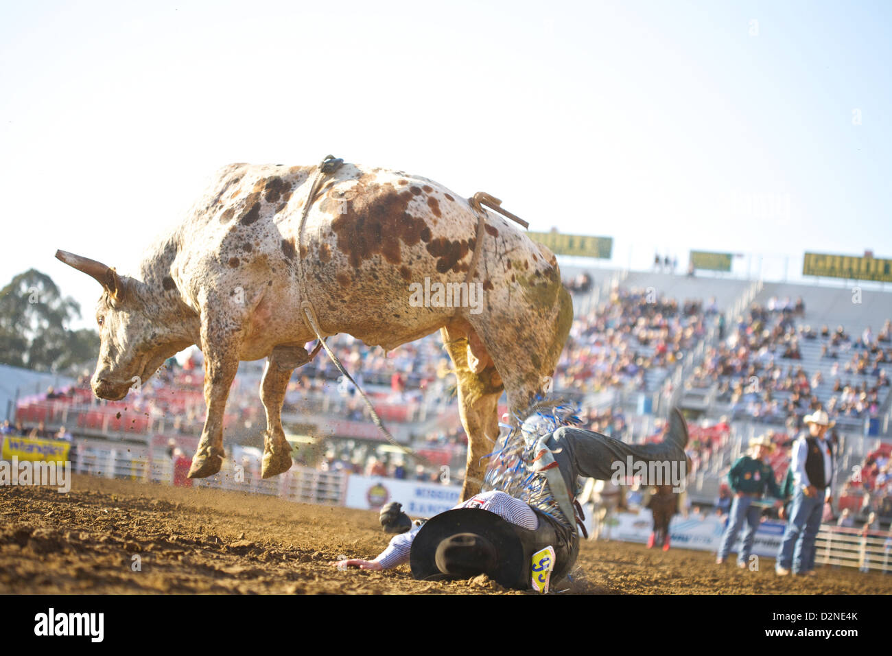 Bull Riding Bullriding Rodeo Stockfotos und -bilder Kaufen - Alamy