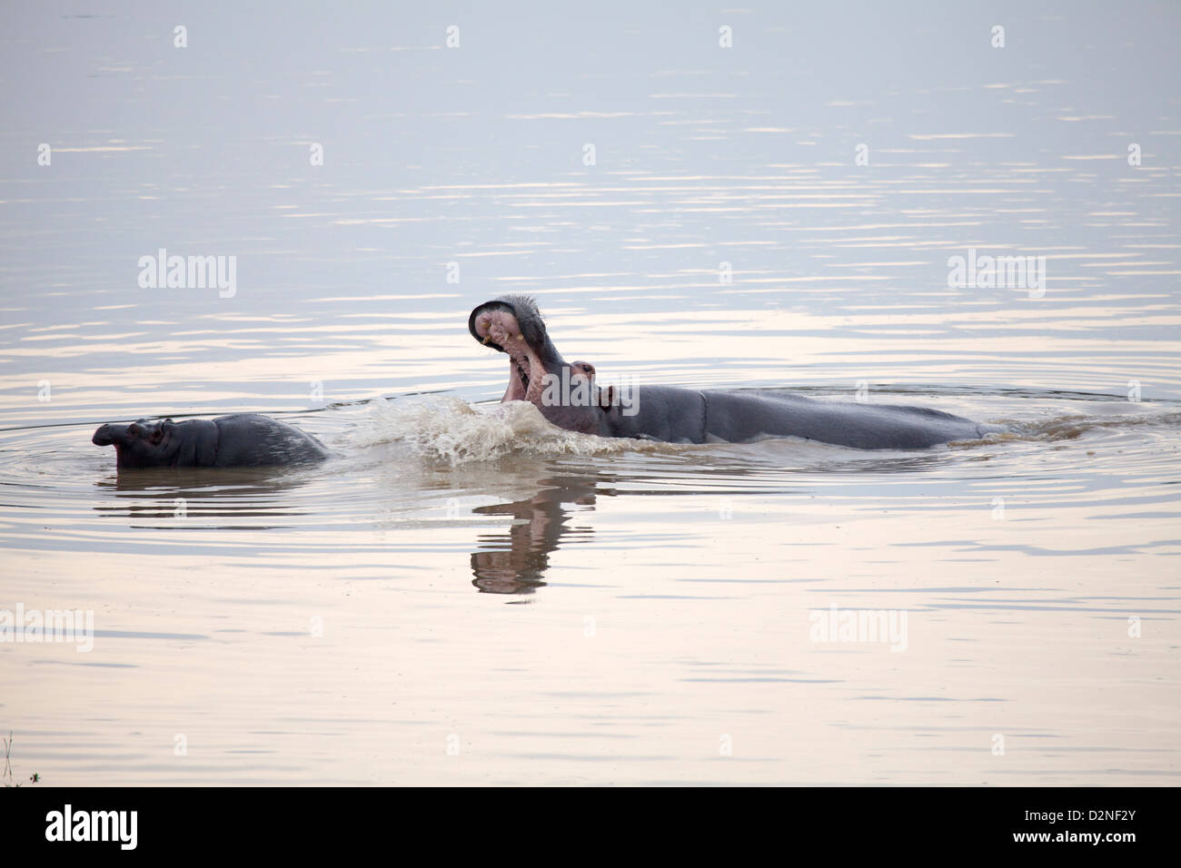 Nilpferd mutter -Fotos und -Bildmaterial in hoher Auflösung – Alamy