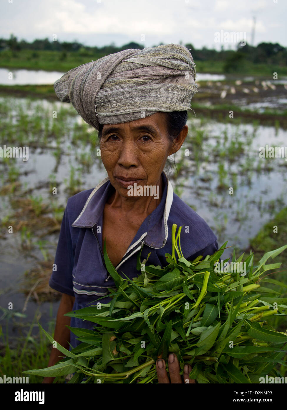 Bali farmer rice field -Fotos und -Bildmaterial in hoher Auflösung – Alamy