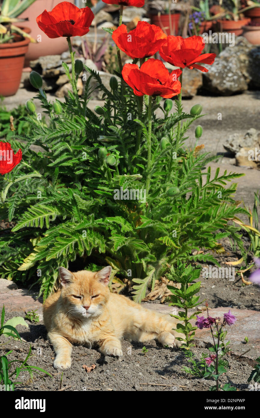 Hauskatze getigert -Fotos und -Bildmaterial in hoher Auflösung – Alamy