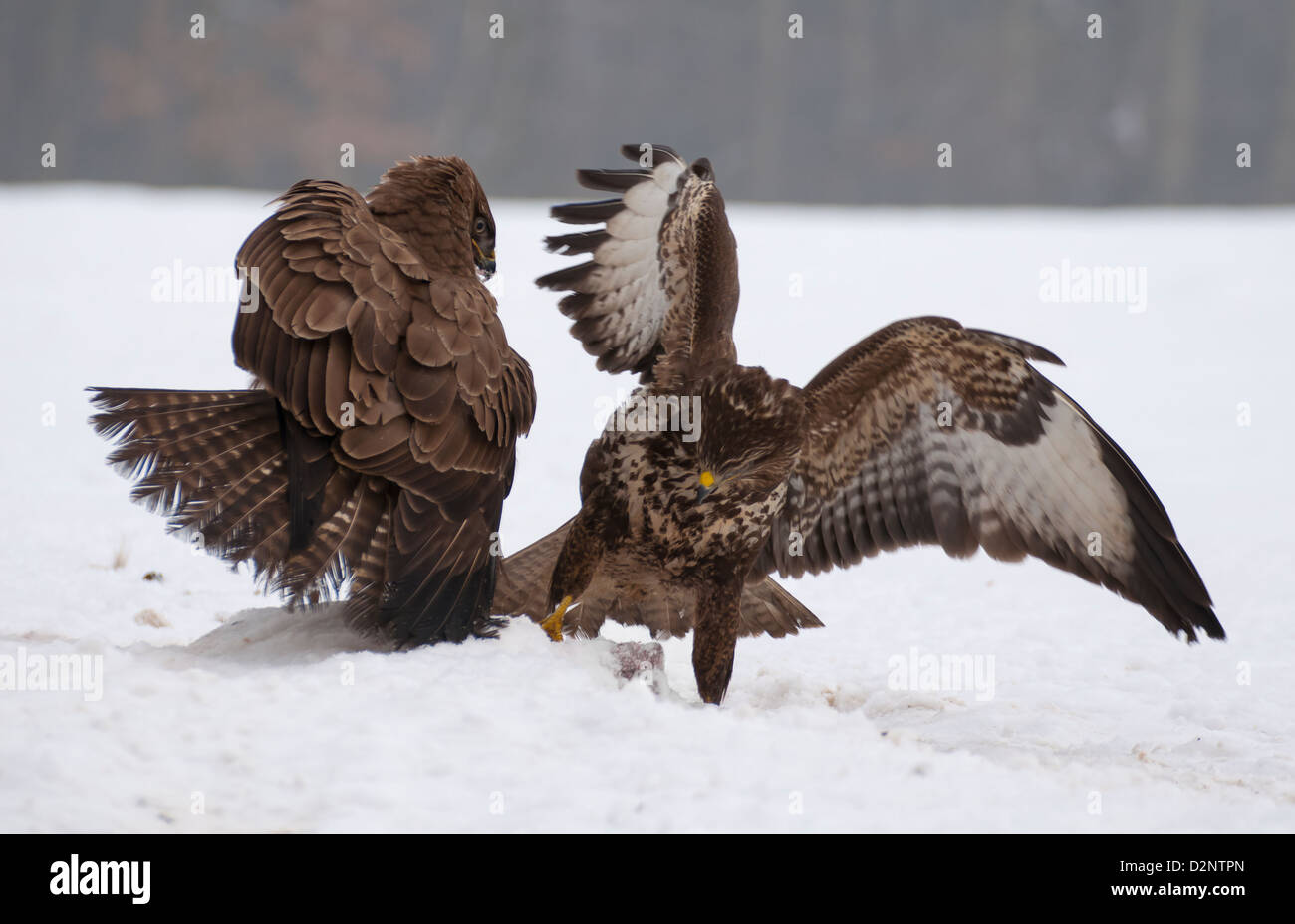 Mäusebussard kampf -Fotos und -Bildmaterial in hoher Auflösung – Alamy