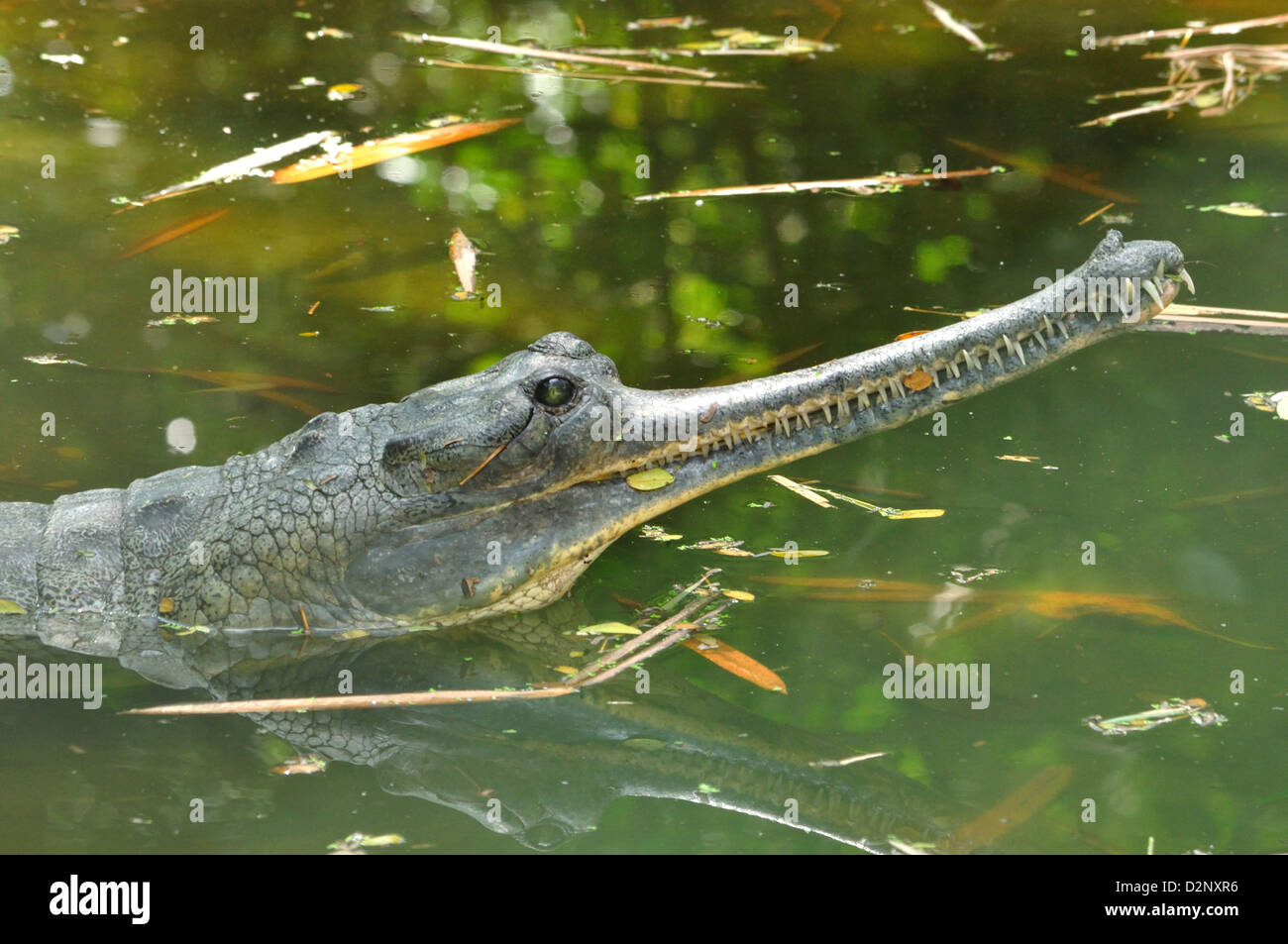 Indian gavial -Fotos und -Bildmaterial in hoher Auflösung – Alamy