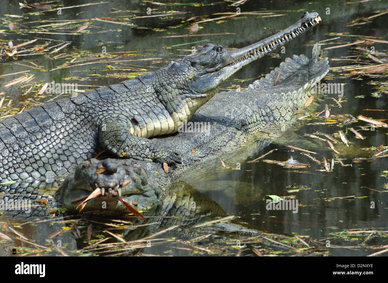 Indian gavial -Fotos und -Bildmaterial in hoher Auflösung – Alamy