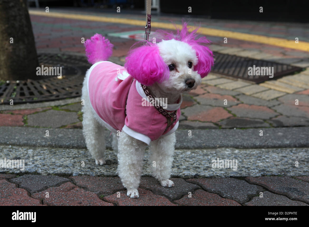 Ears tail -Fotos und -Bildmaterial in hoher Auflösung – Alamy