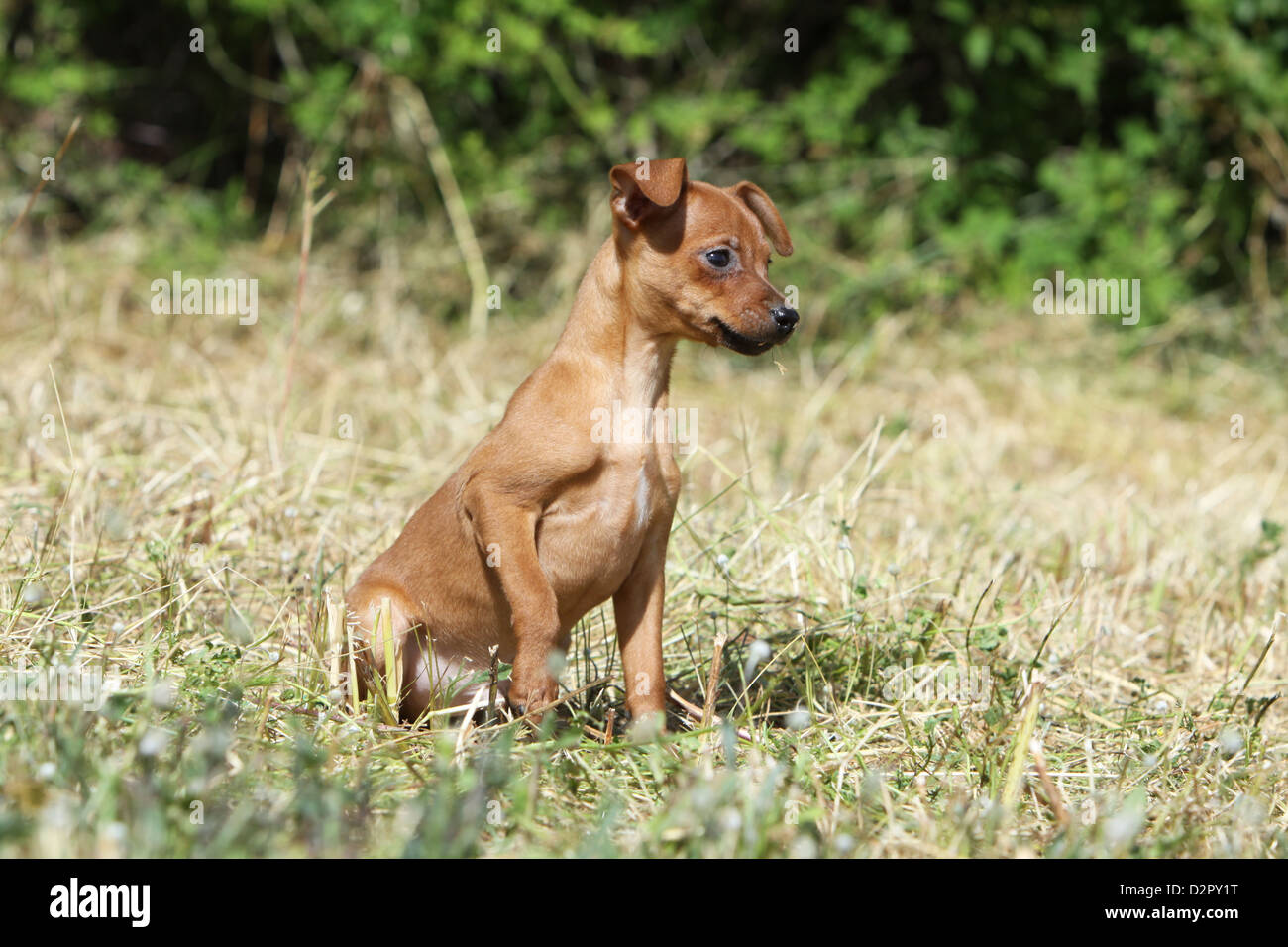 Prazsky Krysarik Hund / Prager Rattler / Ratier de Prague Welpen sitzen ...