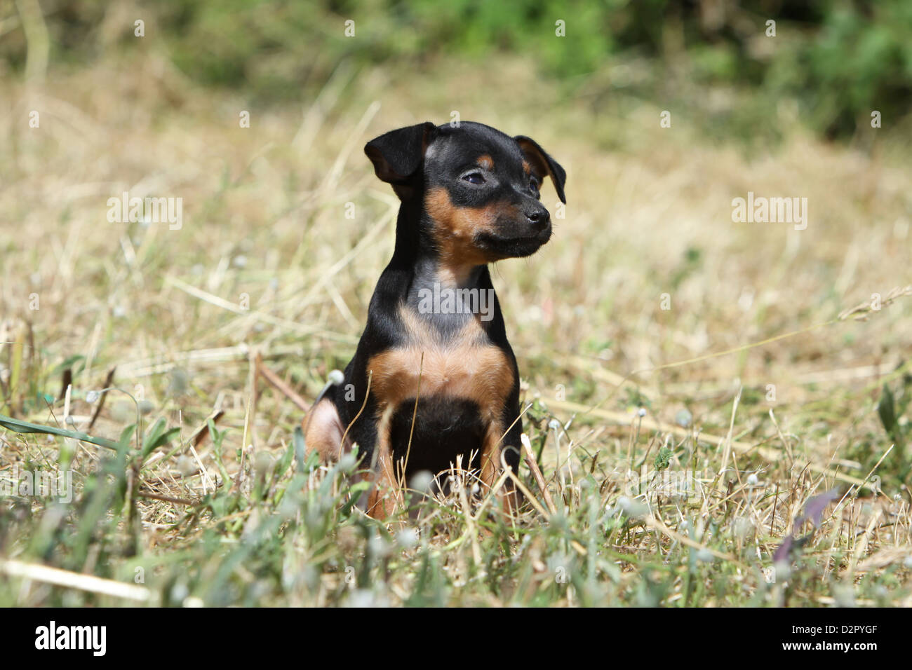 Prazsky Krysarik Hund / Prager Rattler / Ratier de Prague Welpen sitzen ...