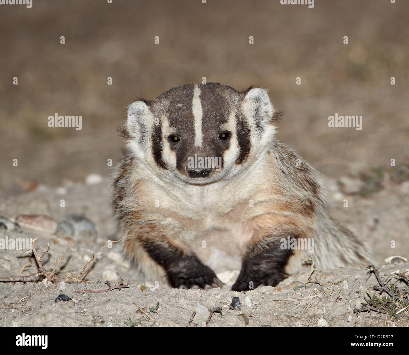 Der Dachs Stockfotos und -bilder Kaufen - Alamy