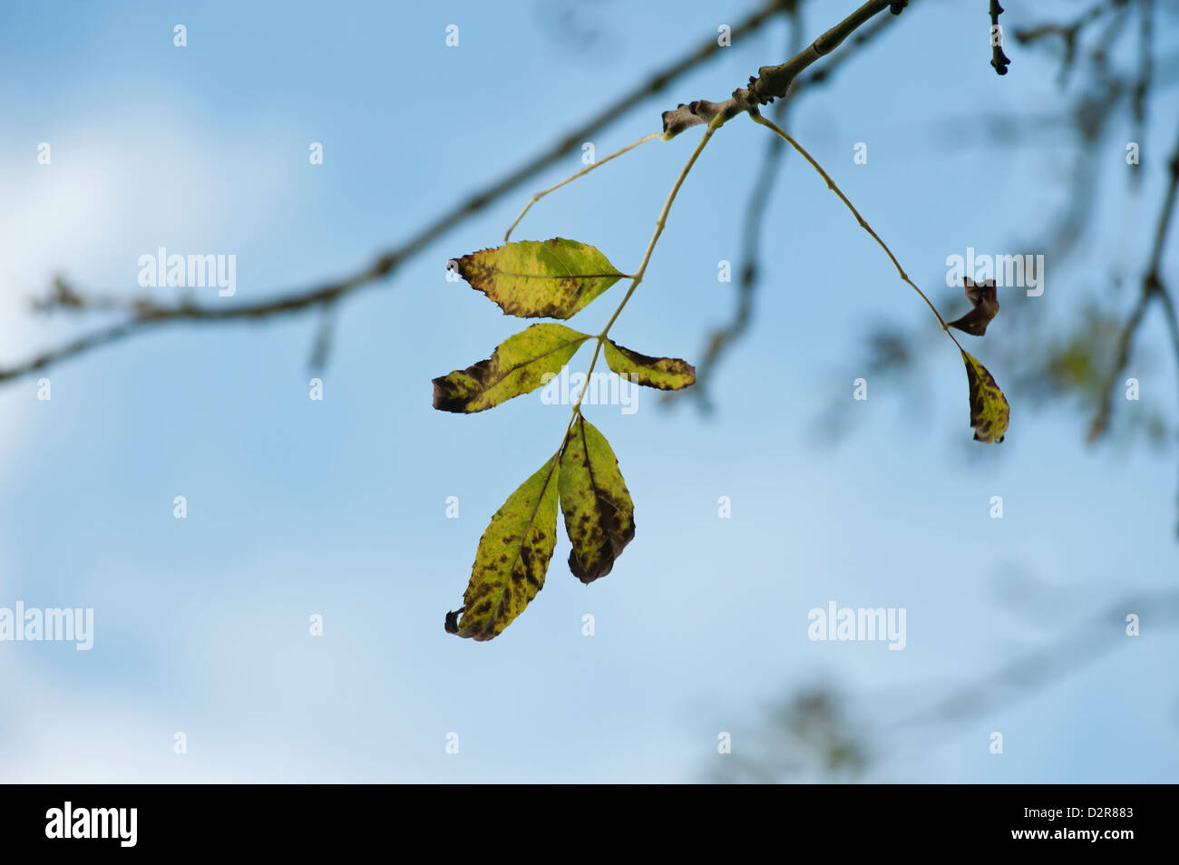 Esche ast -Fotos und -Bildmaterial in hoher Auflösung – Alamy