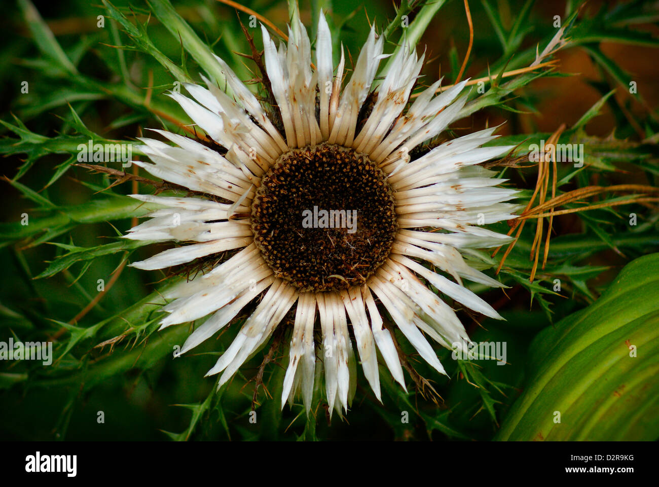 Alpen alpine pflanzen alpine pflanze alpine alps asteraceae -Fotos und ...
