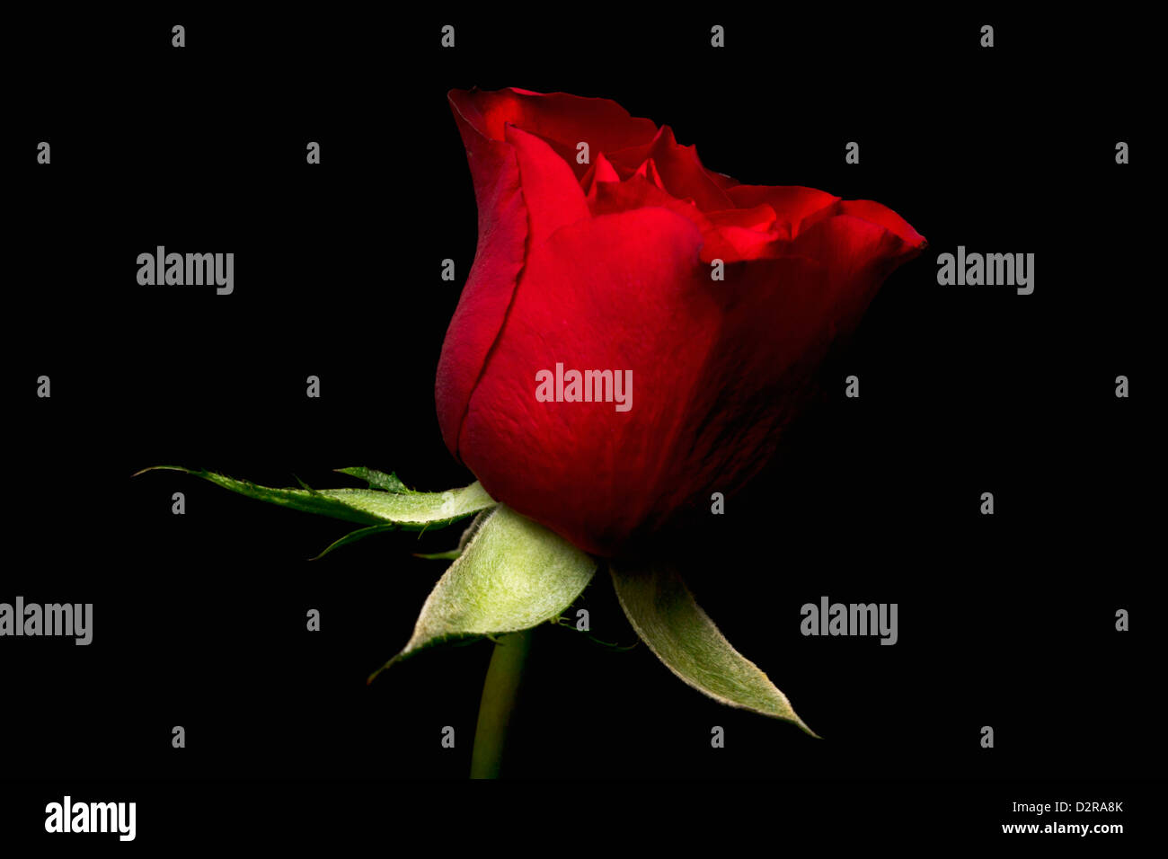 Offene rote rose -Fotos und -Bildmaterial in hoher Auflösung – Alamy