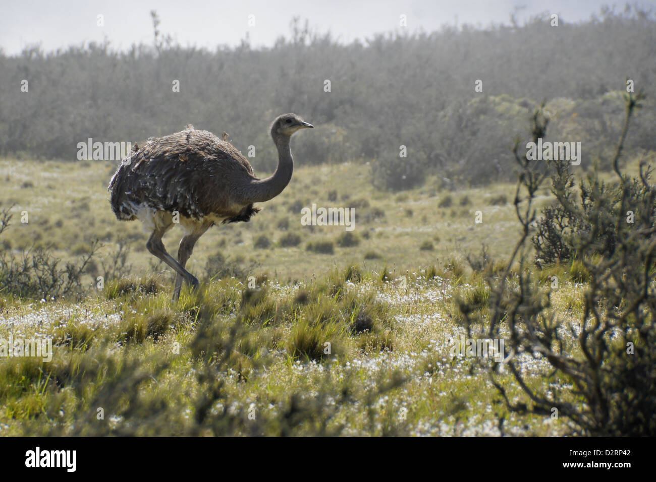 Ñandu (Darwins oder weniger Rhea), Nationalpark Torres del Paine ...