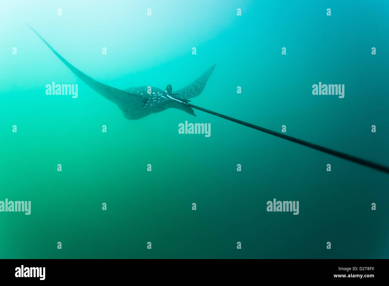 Wilder adlerrochen -Fotos und -Bildmaterial in hoher Auflösung – Alamy