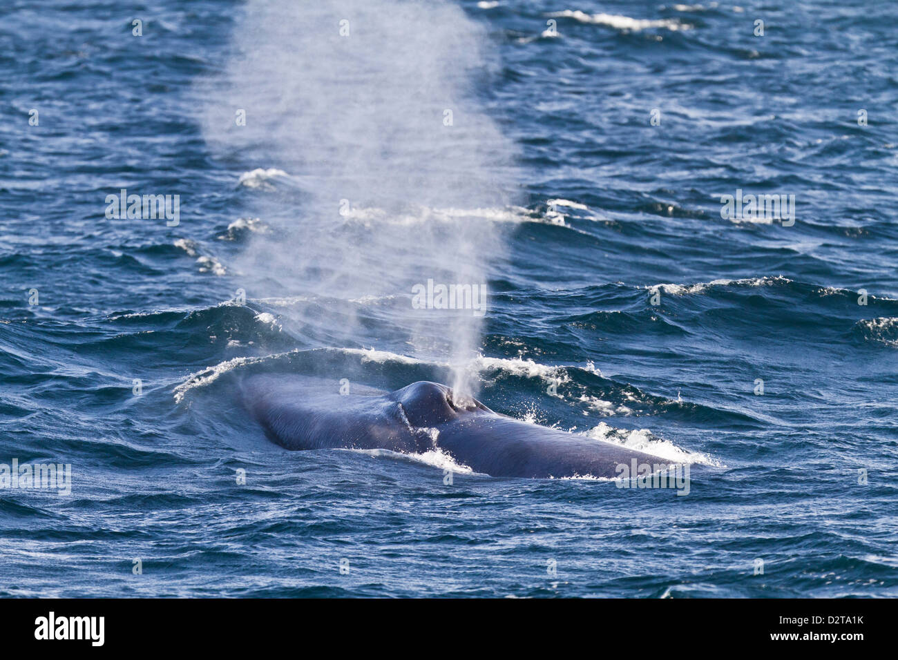 Blauwal balaenoptera musculus -Fotos und -Bildmaterial in hoher ...