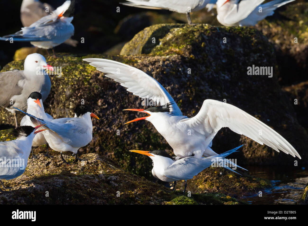 Elegante Seeschwalben (Thalasseus Elegans) Paaren, Isla Rasa, Golf von ...