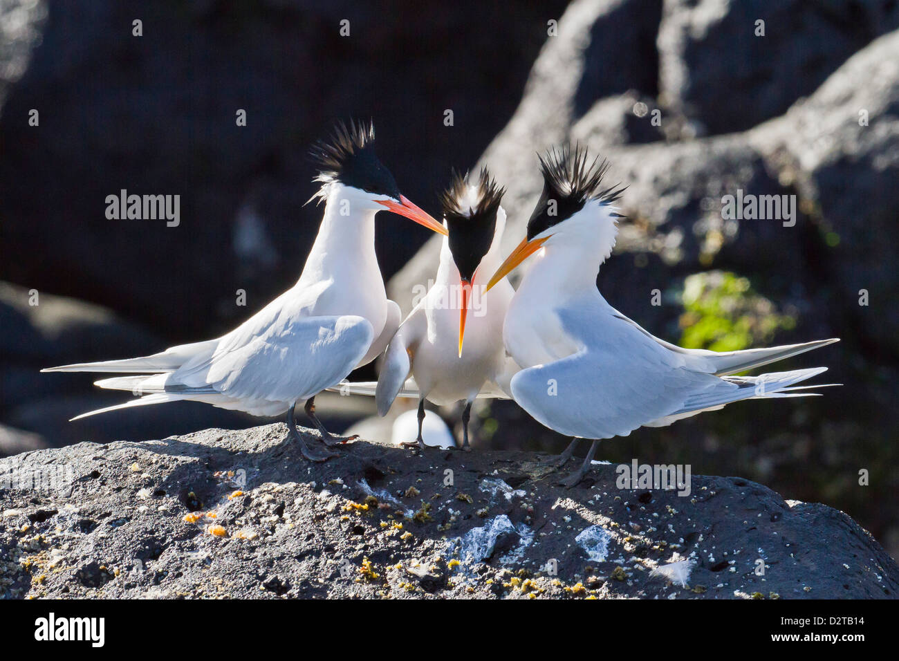 Elegante Seeschwalben (Thalasseus Elegans), Isla Rasa, Golf von ...