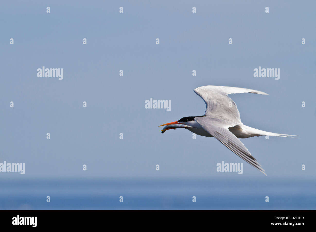 Elegante Seeschwalbe (Thalasseus Elegans) mit Fisch, Isla Rasa, Golf ...
