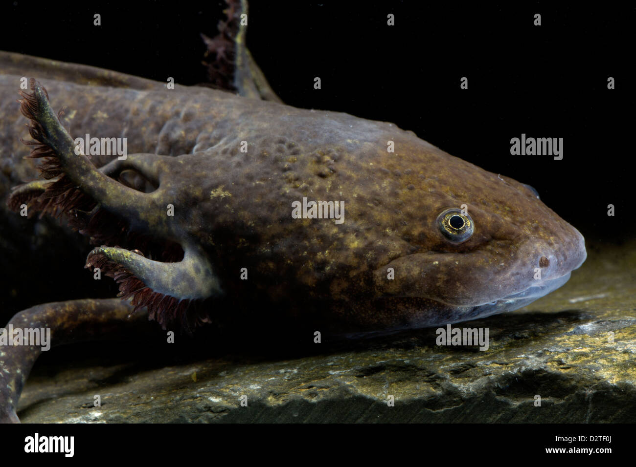 Axolotl ambystoma mexicanum larve -Fotos und -Bildmaterial in hoher ...