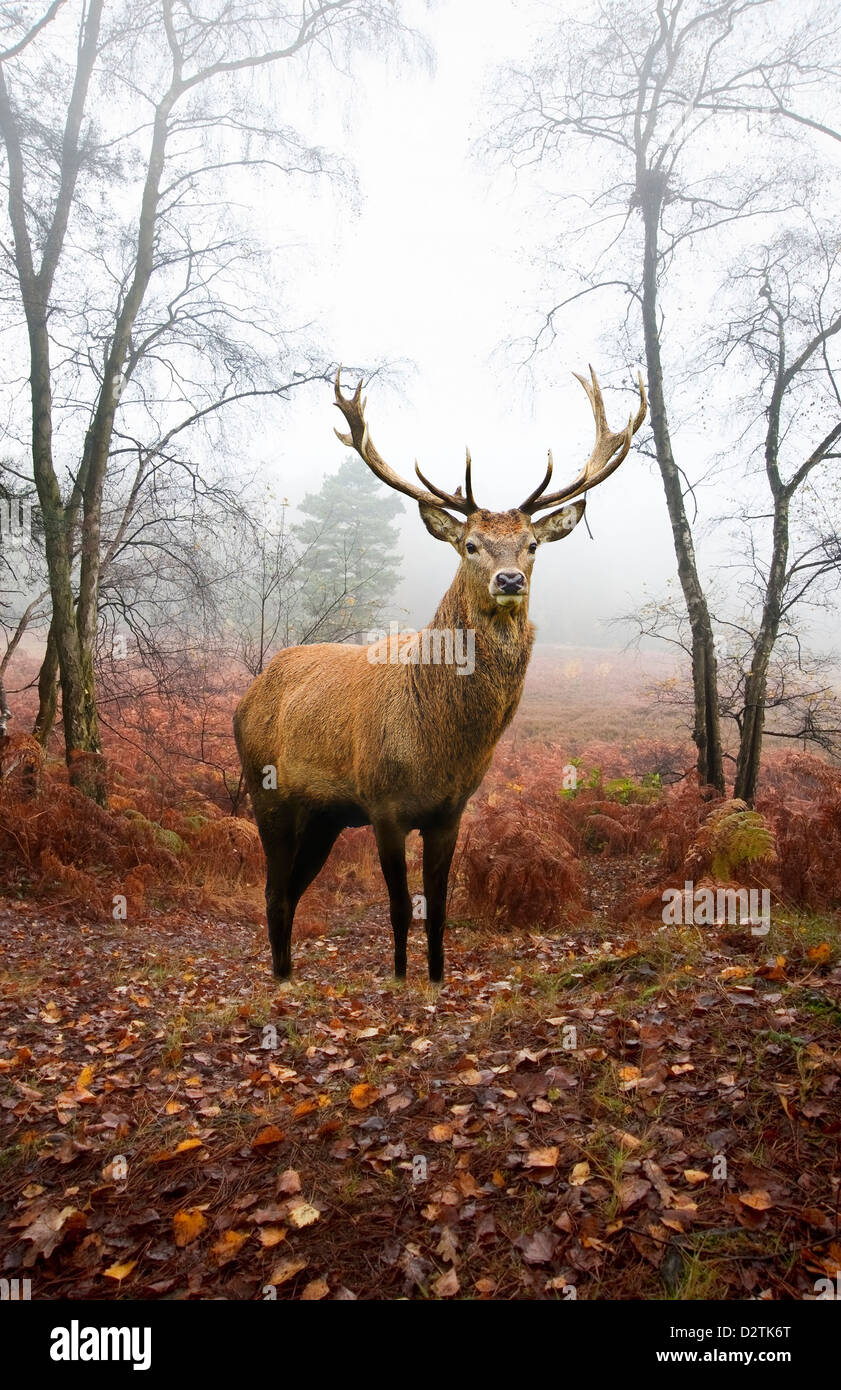 Schönes Bild von Rotwild Hirsch in Waldlandschaft des nebligen nebligen ...