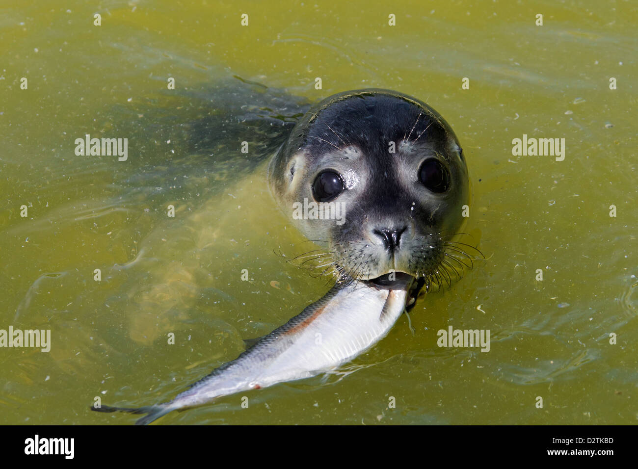 Nahaufnahme der Seehunde (Phoca Vitulina) juvenile Essen Hering ...