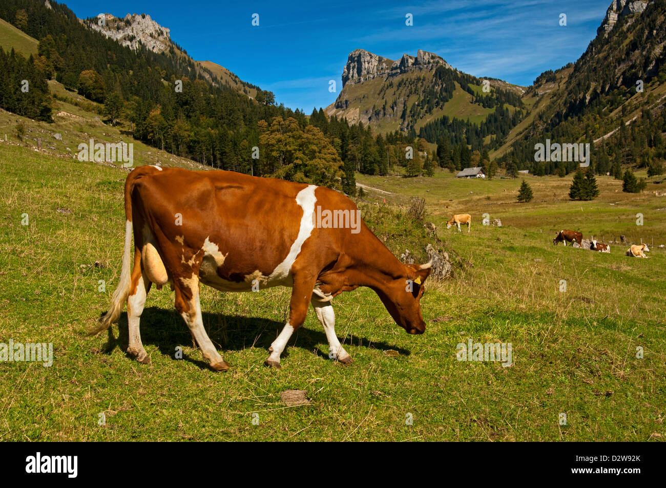 Swiss Fleckvieh Kuh Weiden auf der Alm, Berner Oberland, Schweiz Stockfoto, Bild: 53416347 - Alamy