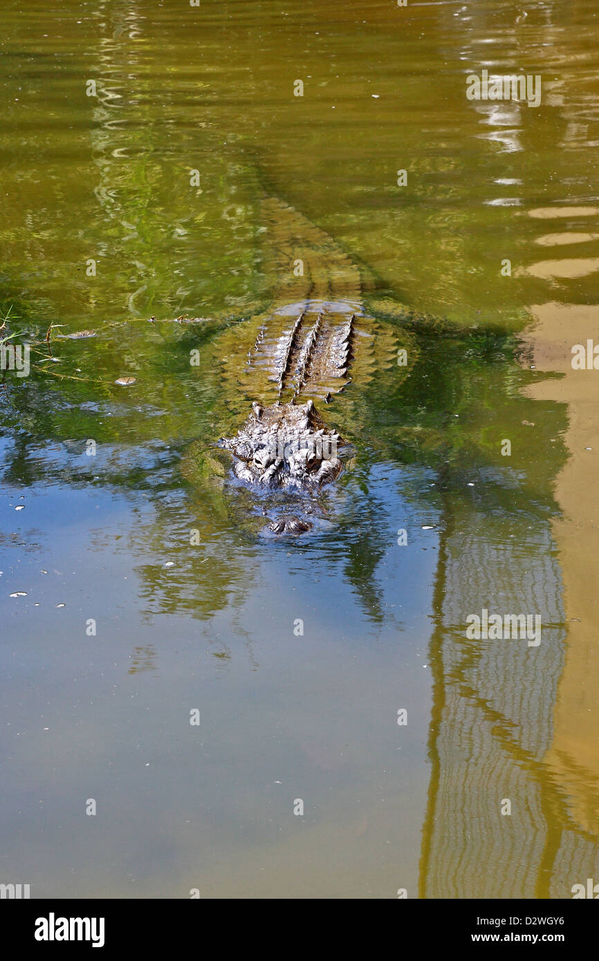 Auf der Suche im Wasser in einem Zoo mit grünen Krokodil kopieren ...