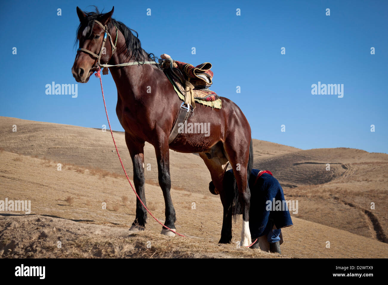 Buzkashi tajikistan -Fotos und -Bildmaterial in hoher Auflösung – Alamy