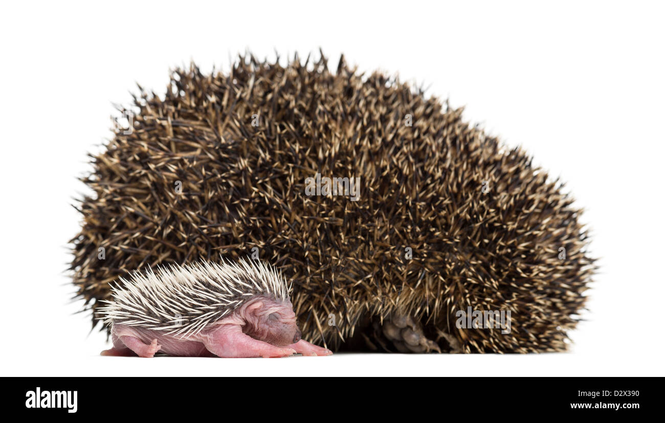 Baby Igel liegen neben seiner Mutter vor weißem Hintergrund ...