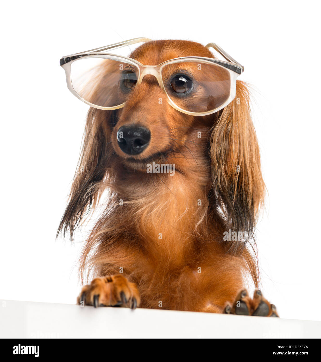 Dackel mit brille -Fotos und -Bildmaterial in hoher Auflösung – Alamy