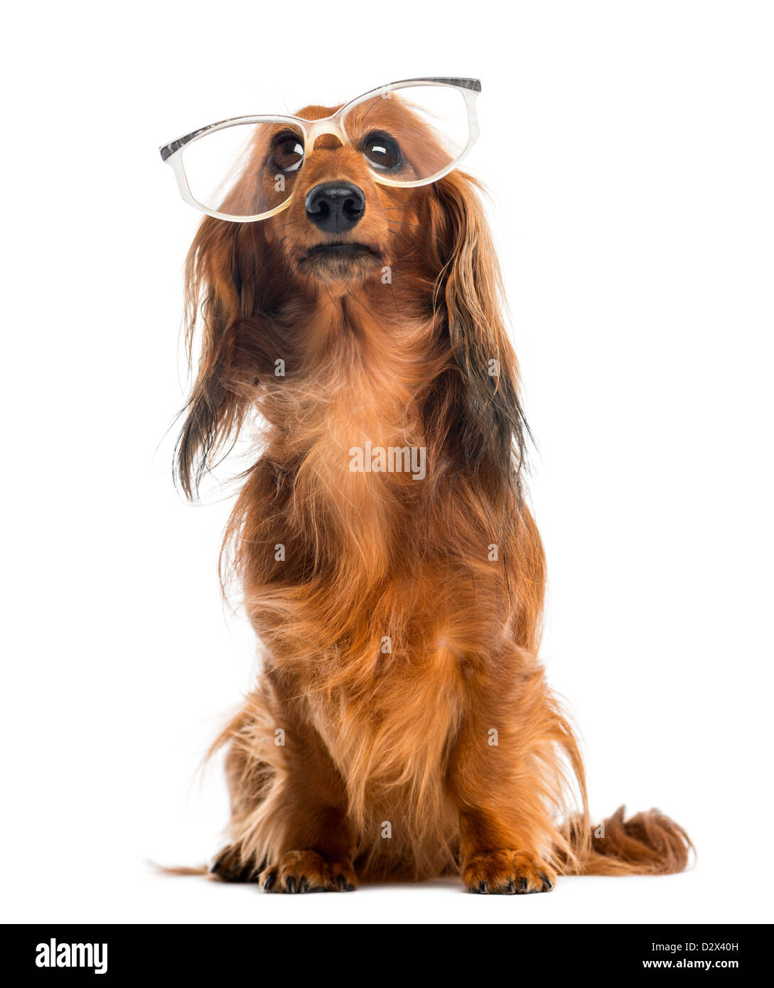Dackel mit brille -Fotos und -Bildmaterial in hoher Auflösung – Alamy