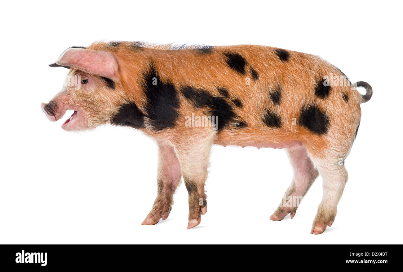 Schwein ferkel seitenansicht Ausgeschnittene Stockfotos und -bilder - Alamy
