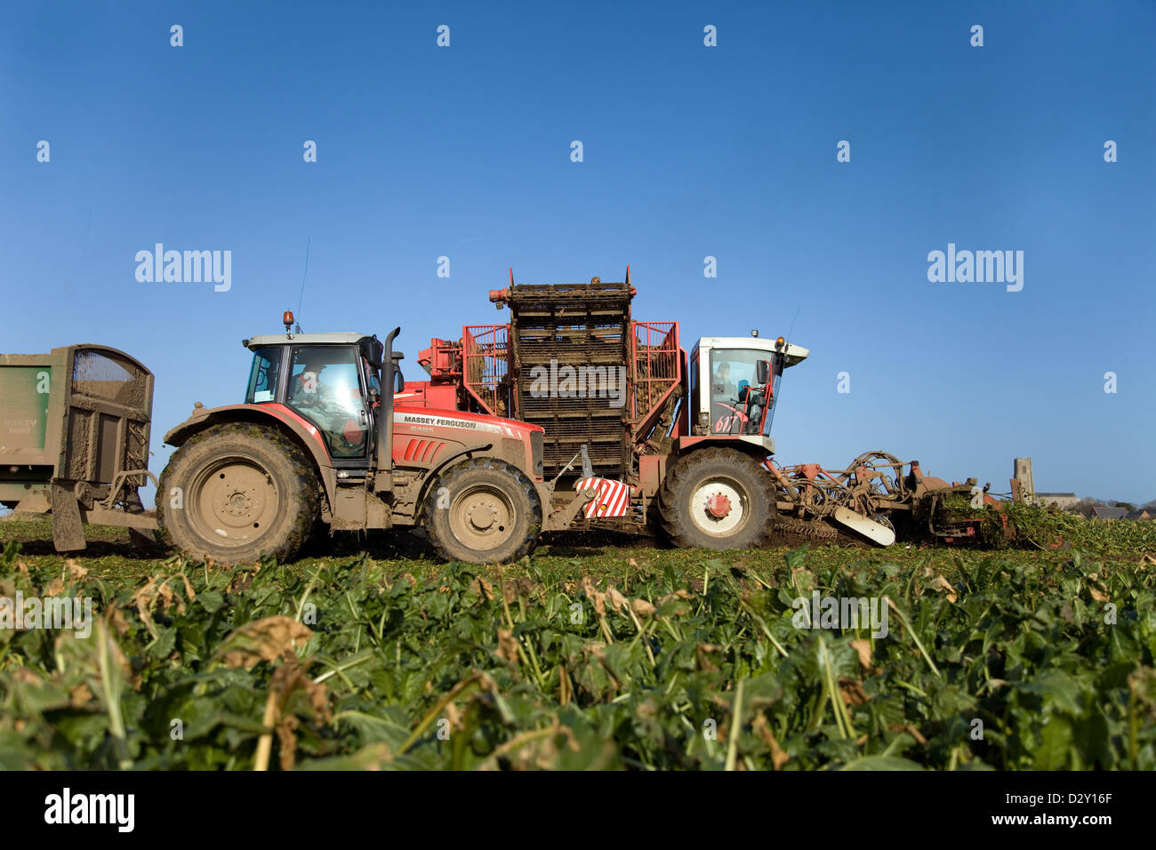 Sugar Beet Farming Harvest Stockfotos und -bilder Kaufen - Alamy