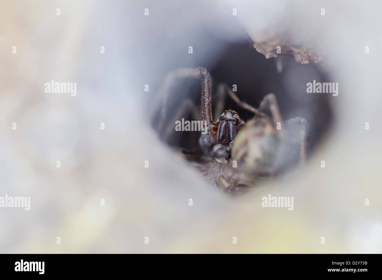Labyrinthspinne Agelena Labyrinthica Stockfotos und -bilder Kaufen - Alamy