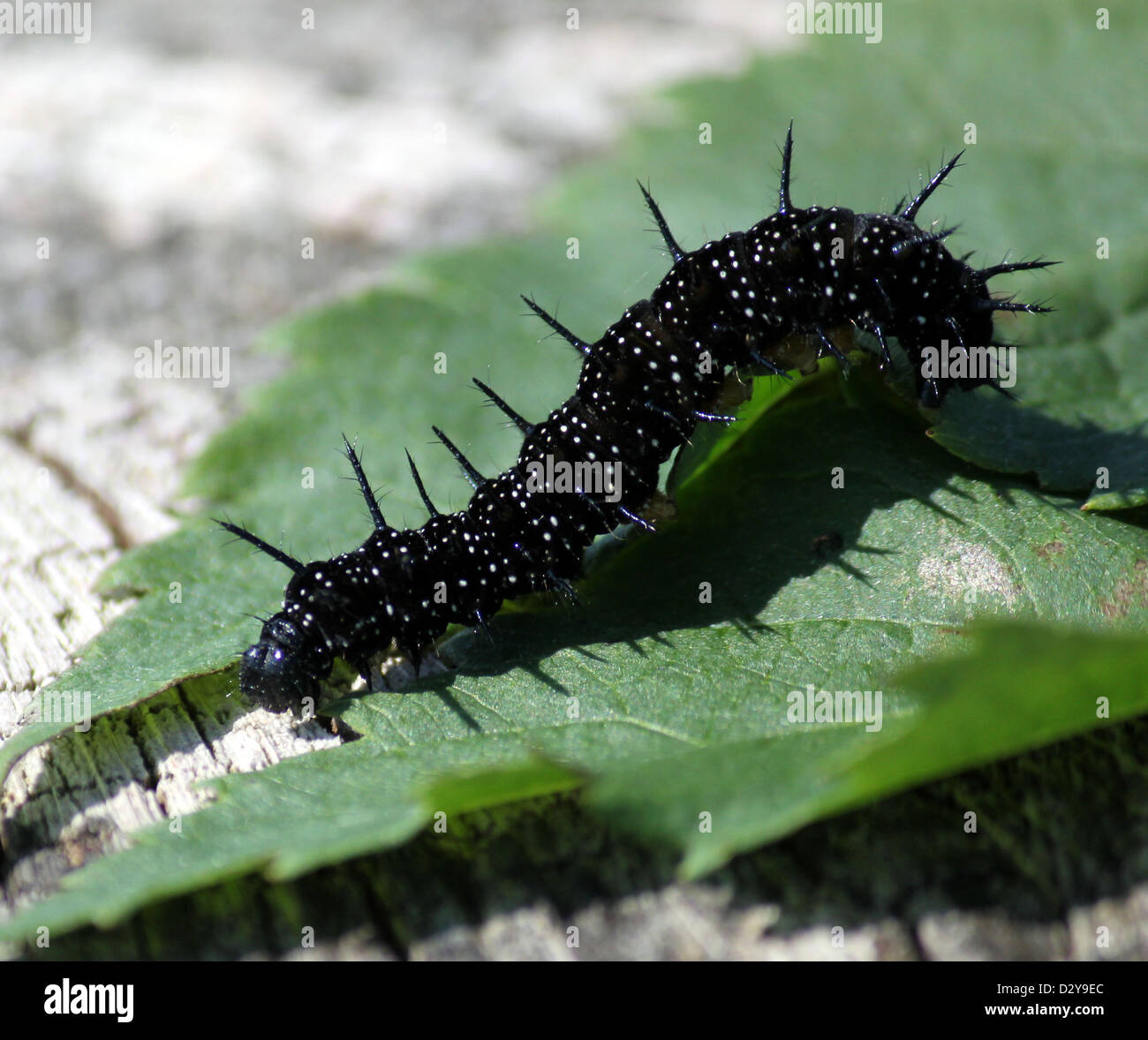 Schwarzer raupen -Fotos und -Bildmaterial in hoher Auflösung – Alamy