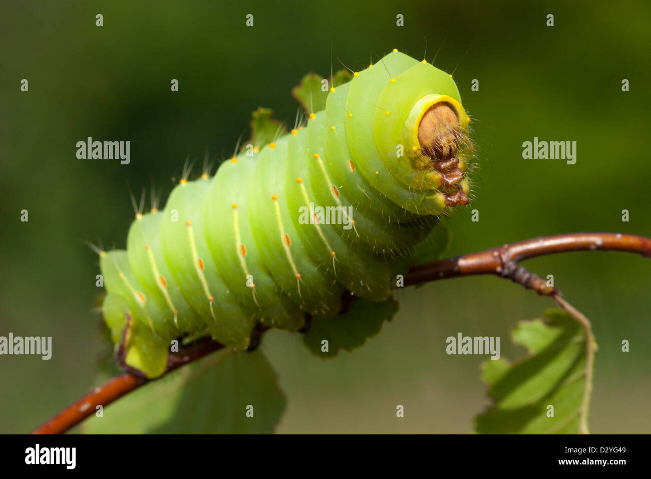 Luna Motte Raupe Insekt grün Stockfotografie - Alamy
