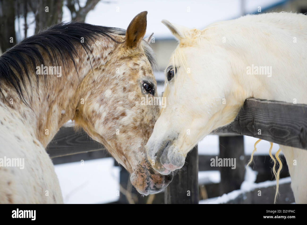 Two white stallion black white -Fotos und -Bildmaterial in hoher ...