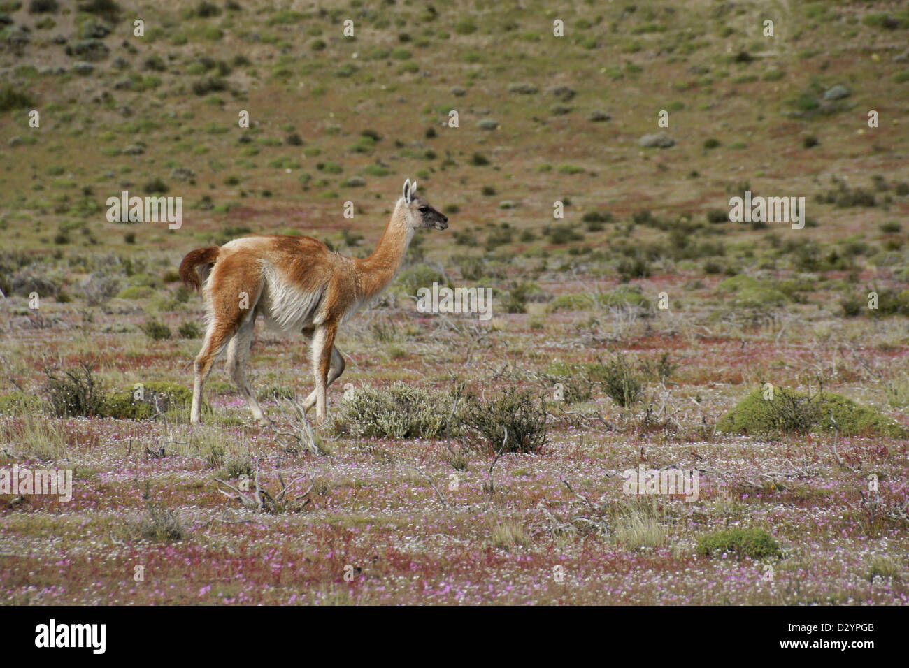 Guanako im Torres del Paine Nationalpark, Patagonien, Chile ...