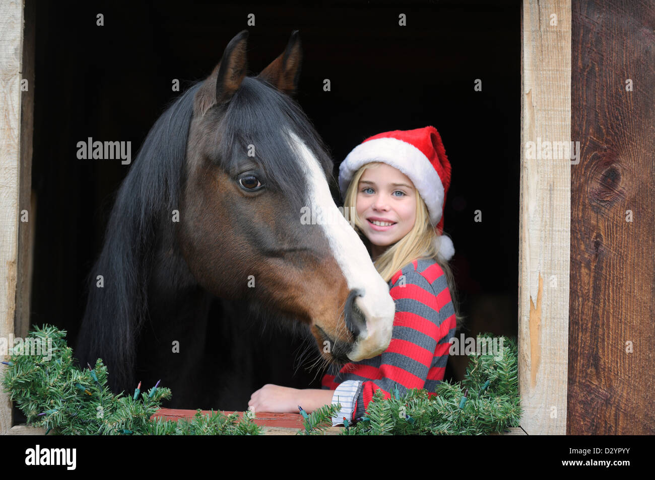 Horse with blaze -Fotos und -Bildmaterial in hoher Auflösung – Alamy