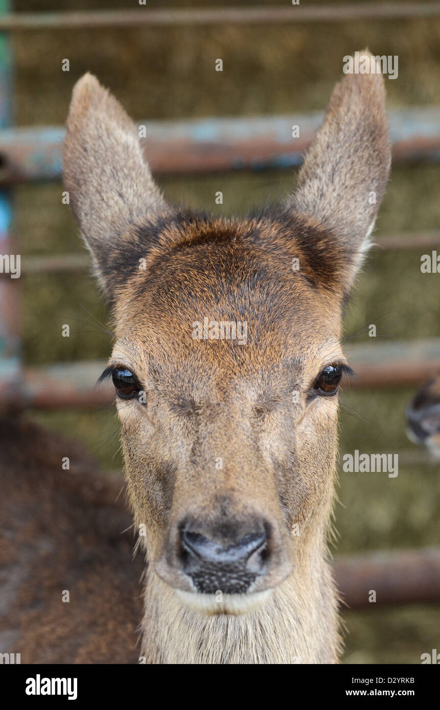 Red deer cervus elaphus doe -Fotos und -Bildmaterial in hoher Auflösung ...