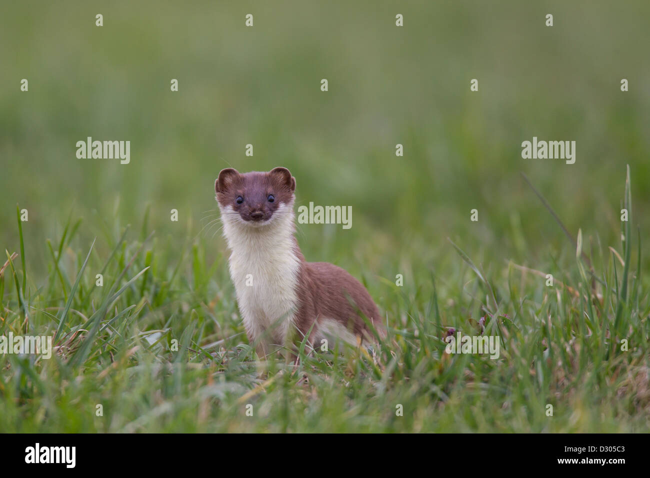 Grosses Wiesel Stockfotos & Grosses Wiesel Bilder - Alamy