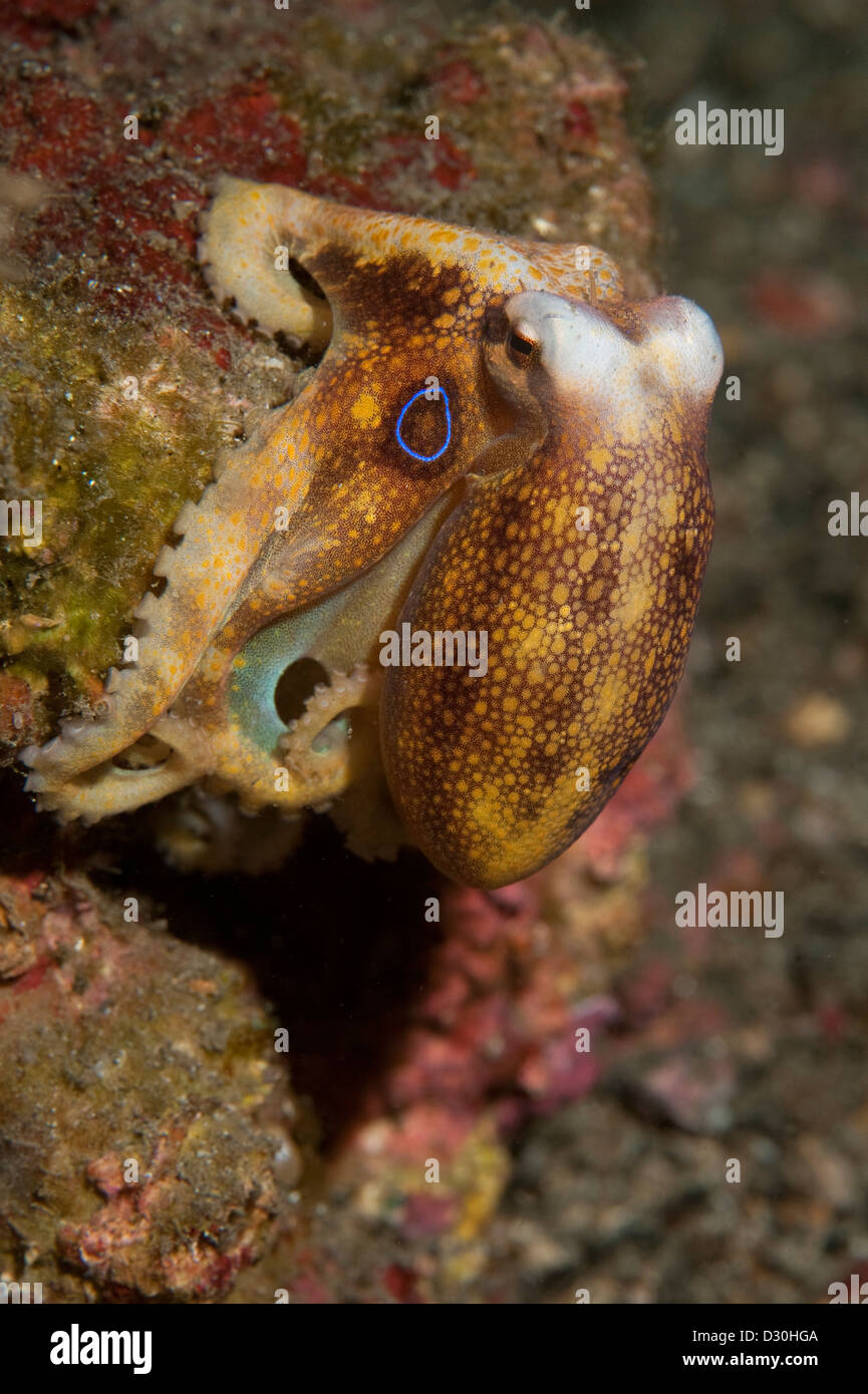 Mototi octopus octopus mototi -Fotos und -Bildmaterial in hoher ...