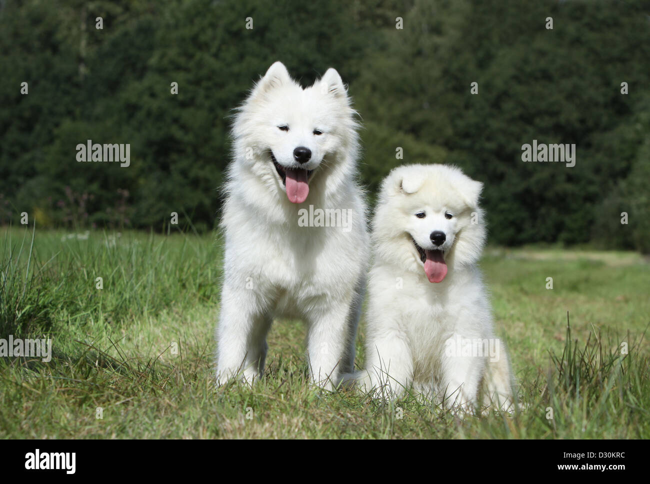 Hund, Samojede / Samojede Erwachsene und Welpen in einer Wiese ...