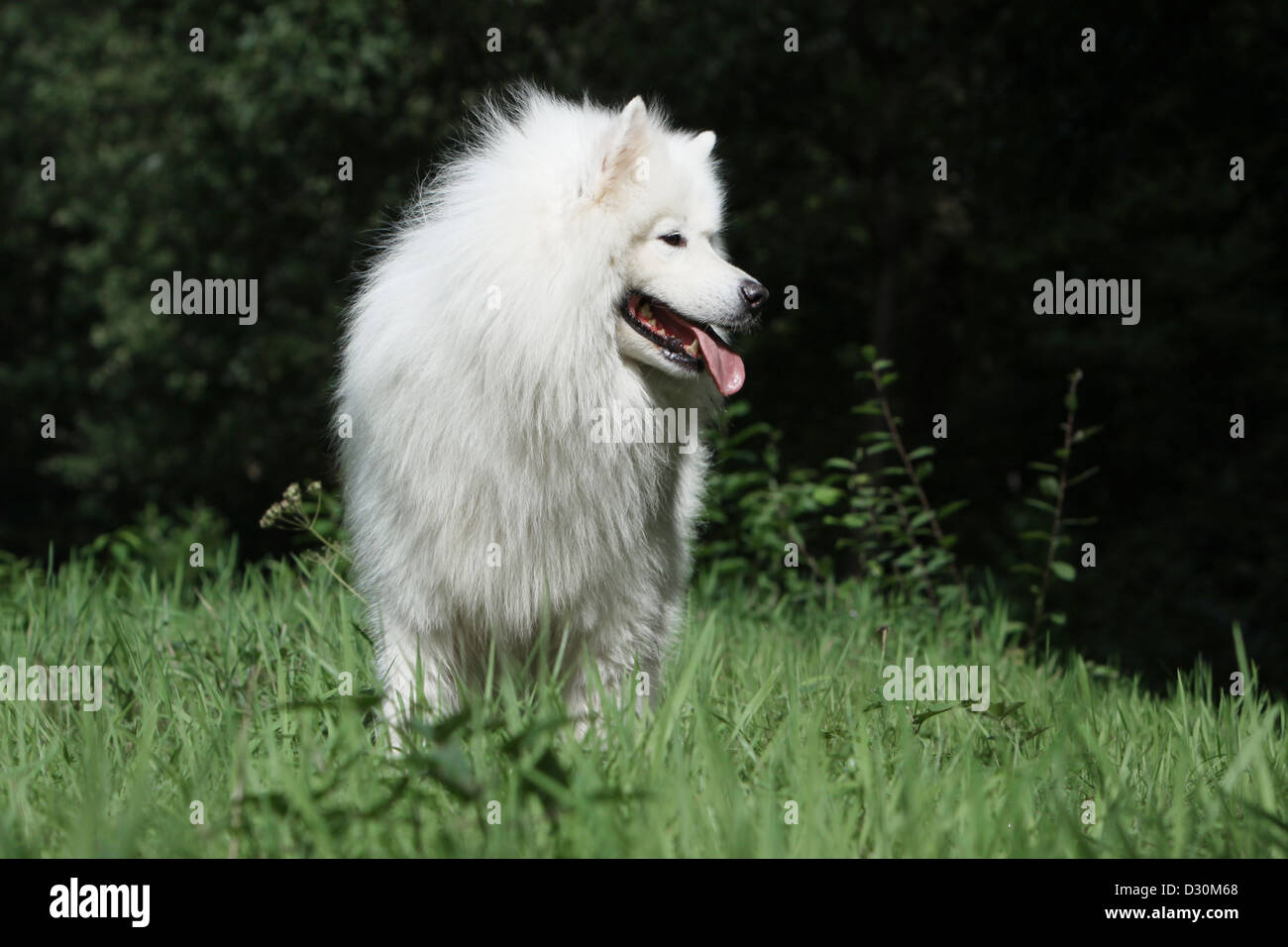 Hund, Samojede / Samojede Erwachsenen stehen auf einer Wiese ...