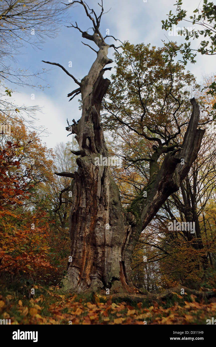 Toter westlicher baum -Fotos und -Bildmaterial in hoher Auflösung – Alamy