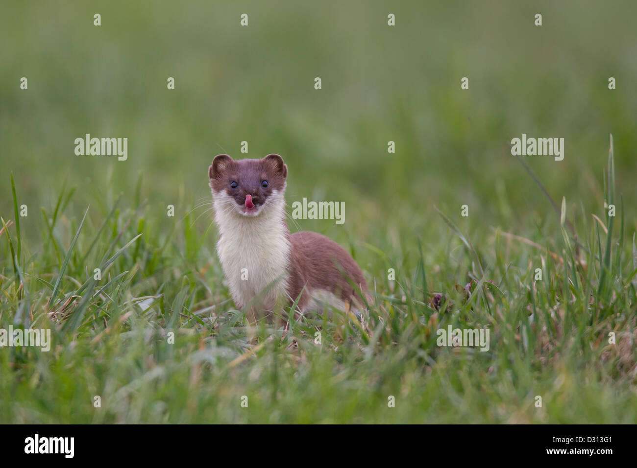 Großen Wiesel Hermelin Mustela Erminea Hermelin Stockfotografie - Alamy